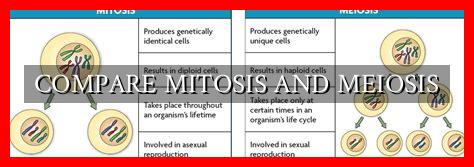 COMPARE MITOSIS AND MEIOSIS - Wadaef