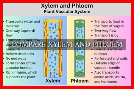 COMPARE XYLEM AND PHLOEM - Wadaef