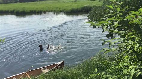 Matawan creek shark attack - Wadaef