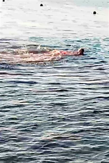Shark attack egypt 2024 - 2025 - Wadaef