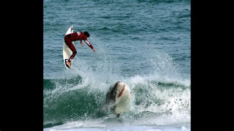 Shark attack inlet beach today - Wadaef