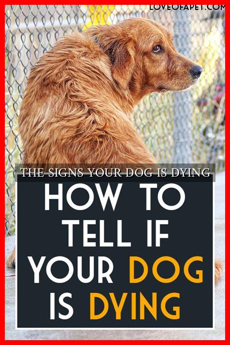 THE SIGNS YOUR DOG IS DYING - Wadaef