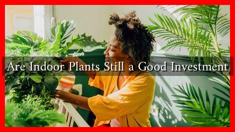 Are Indoor Plants Still a Good Investment - Wadaef